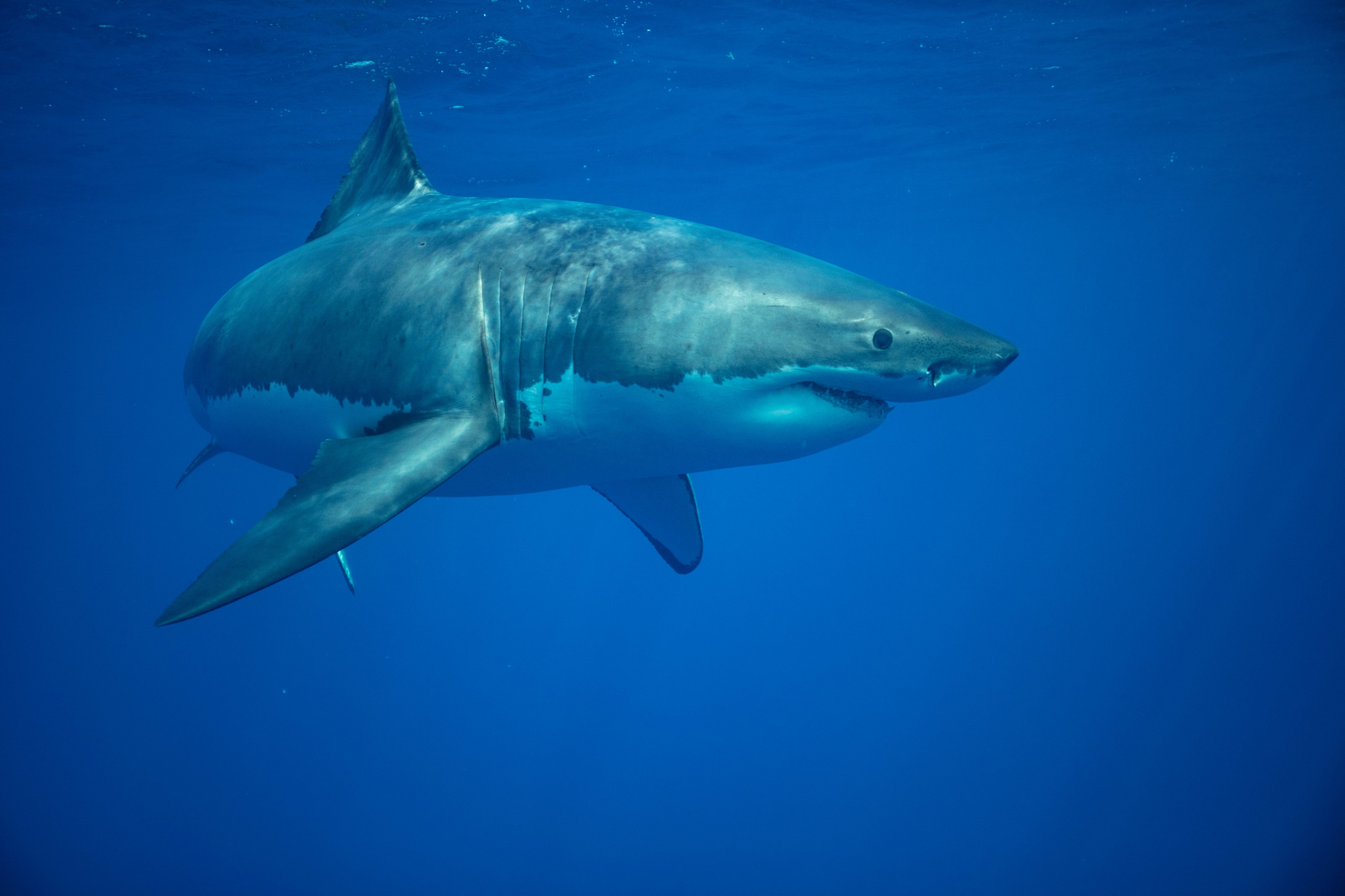 The Return of the Great Whites: Sharks on Cape Cod