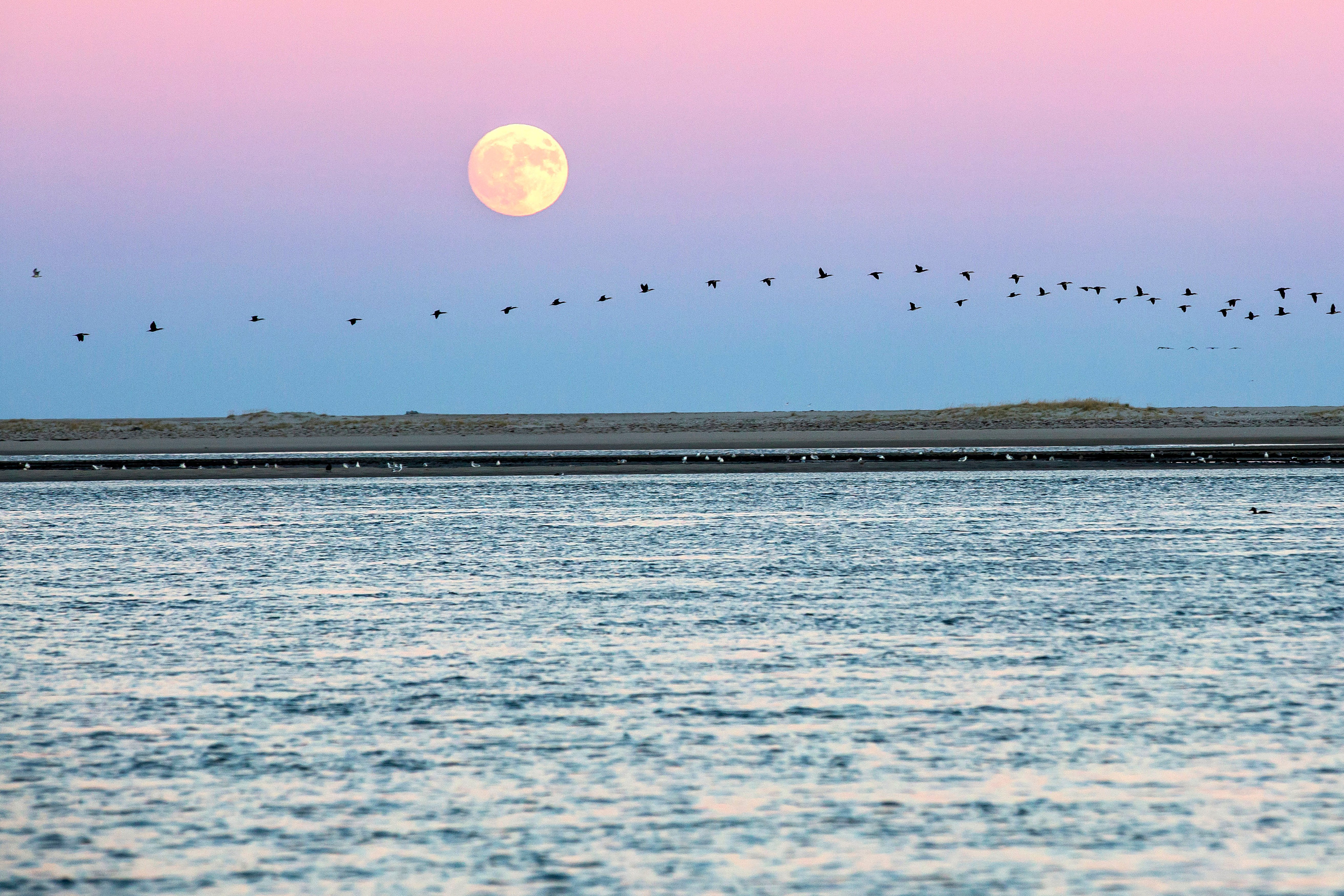 Where to Go Bird Watching on Cape Cod: Top Spots for Every Season