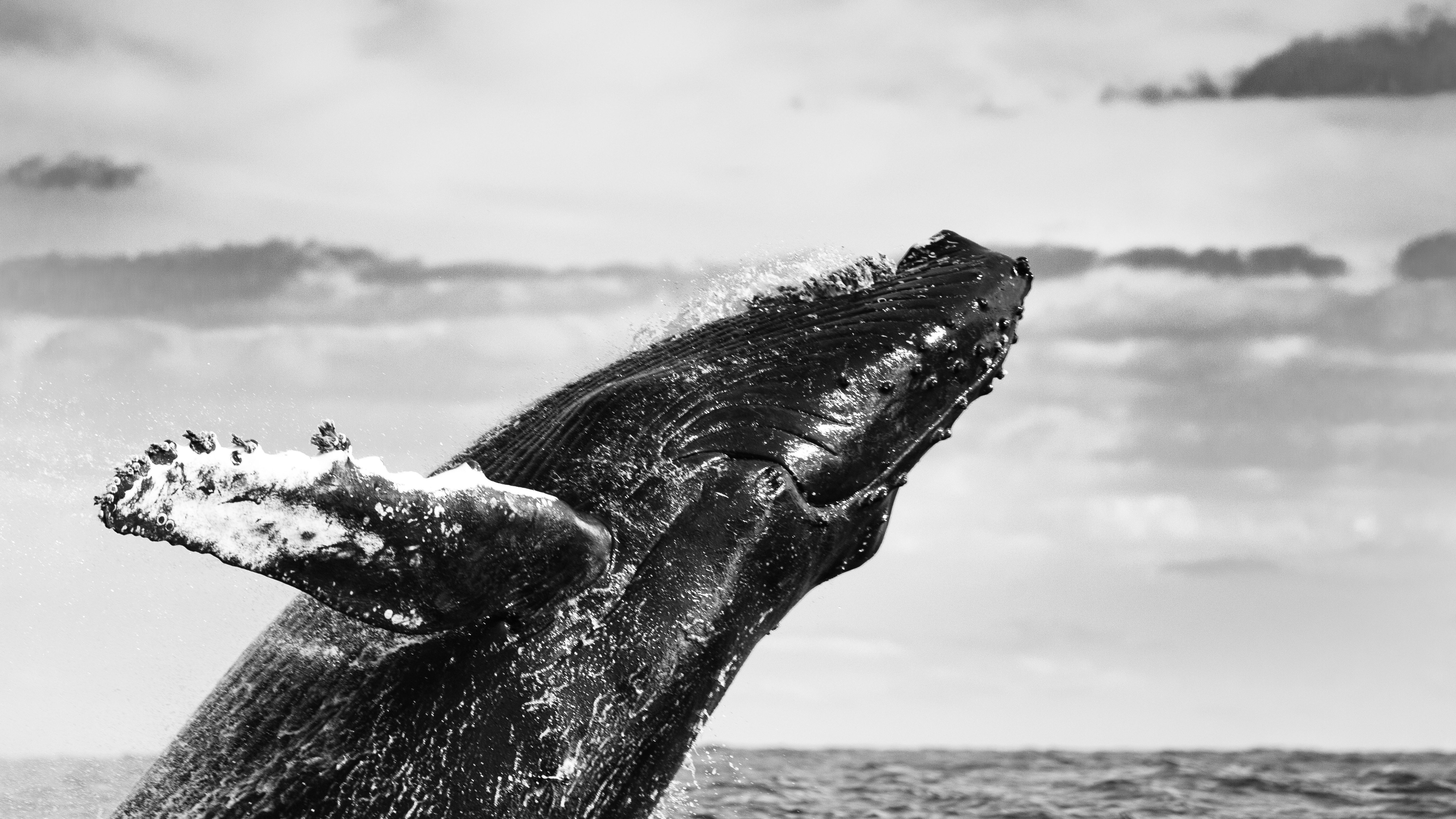 History Of Cape Cod: From Fishing And Whaling To Tourist Destination