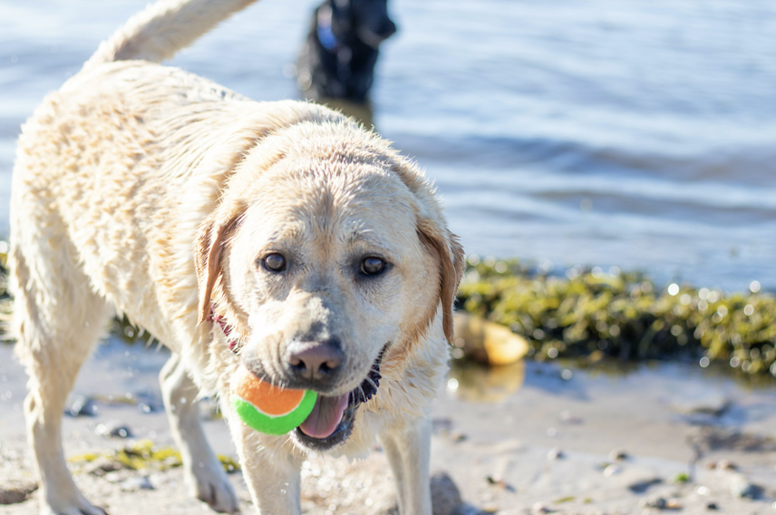 Unleashing Dog-Friendly Fun on Cape Cod: Your Ultimate Guide
