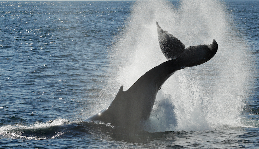 Exploring the Wonders of Cape Cod Bay